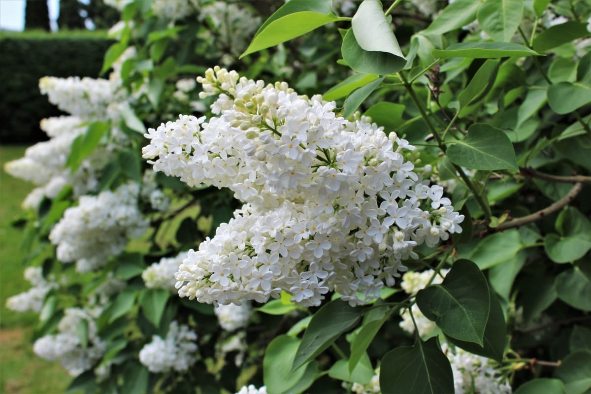 Syrener - syrensaft, syrenmarmelade og syrensyltetøj med rabarber ...