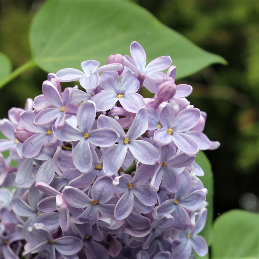 Syrener - syrensukker - sukker med smag - Danish Things